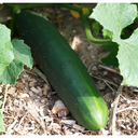 Oka melon (Cucumis melo) | Terre promise